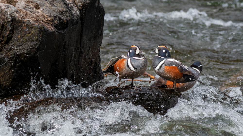 Yellowstone Harlequin Ducks: Male Harlequin Ducks in the Yellowstone ...