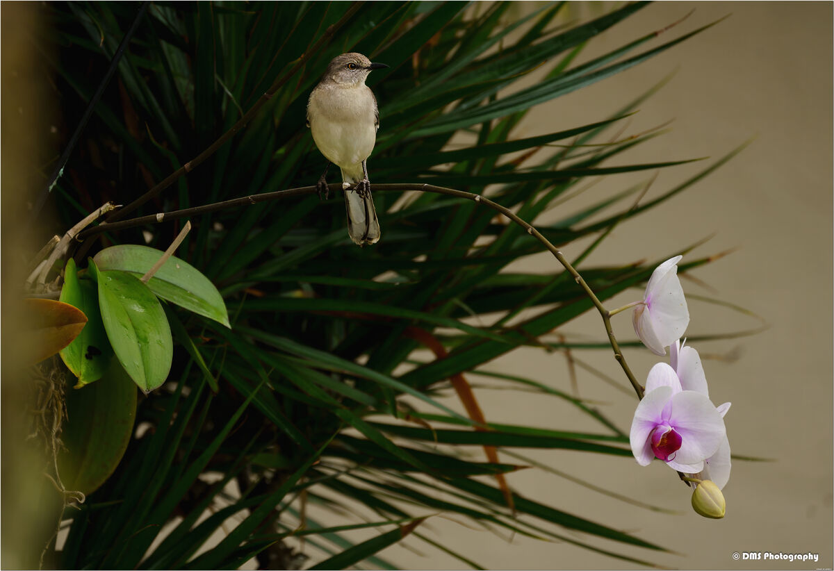 Bird on a branch: Just a bird and orchid sharing a branch.