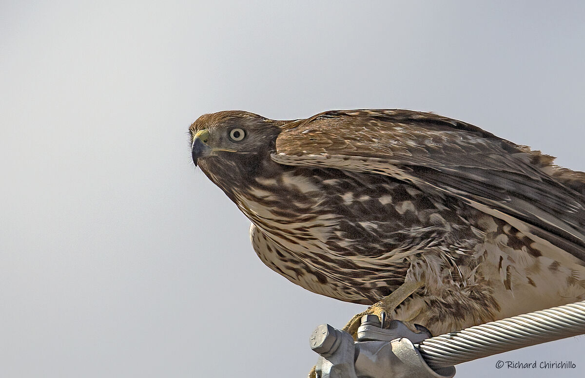 Not a Red-tailed Hawk: Oh no, this is the LARGEST of the Buteo family ...