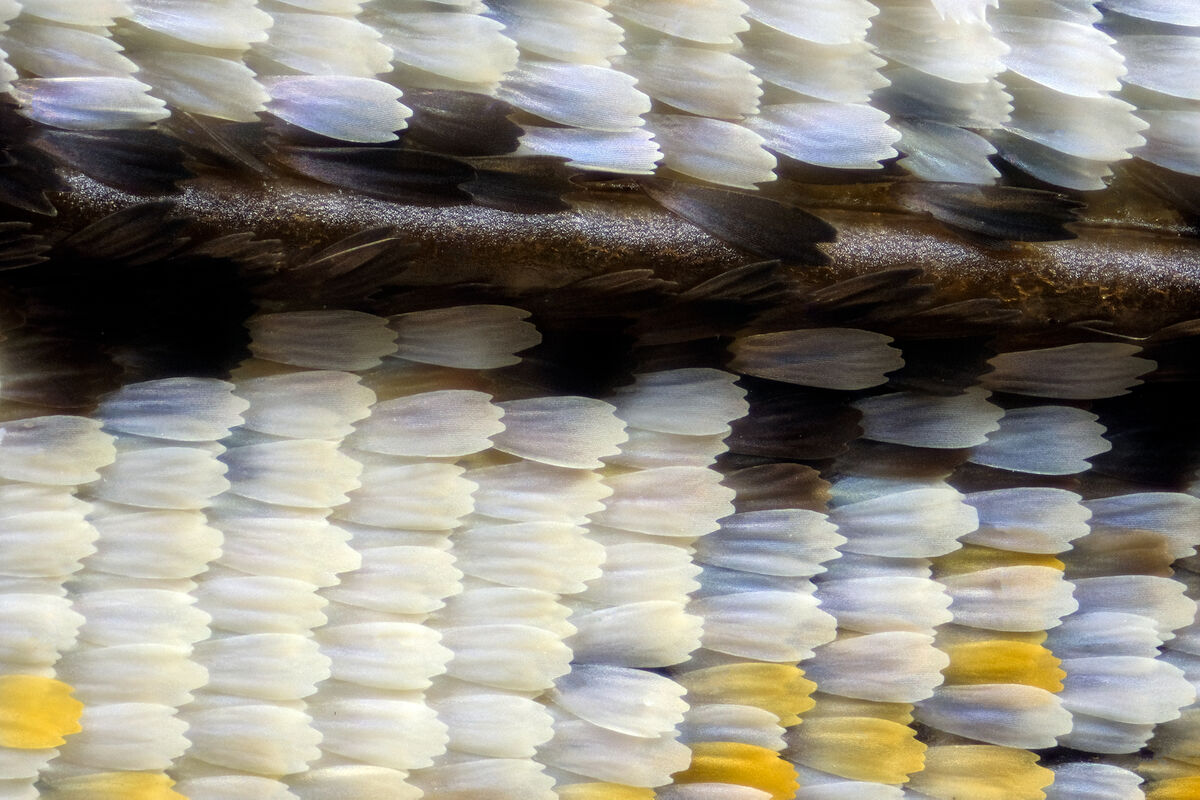 Butterfly Scales: These are images of the scales of a butterfly wing, a ...
