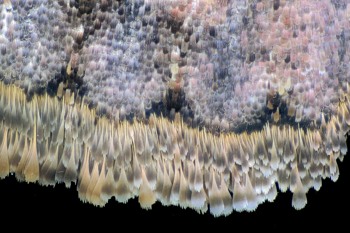 Butterfly Scales: These are images of the scales of a butterfly wing, a ...