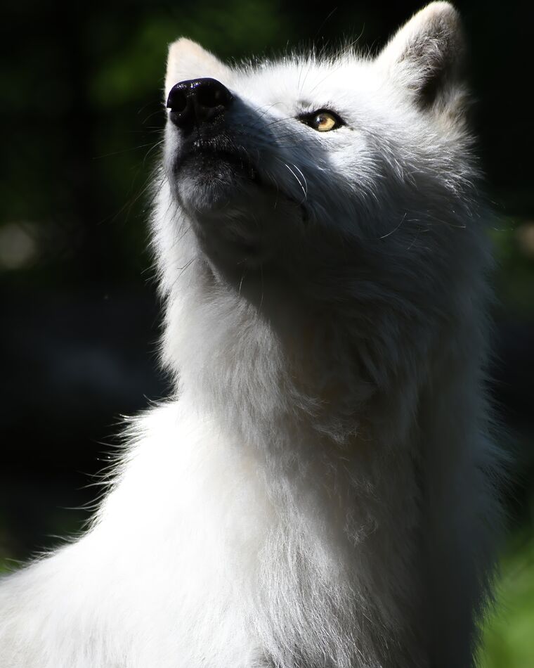 the White Wolf: ...The myth of the white wolf is a parable about the ...