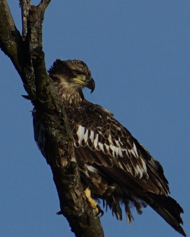 Young bald eagle: On a January morning walk near the Fox River this ...