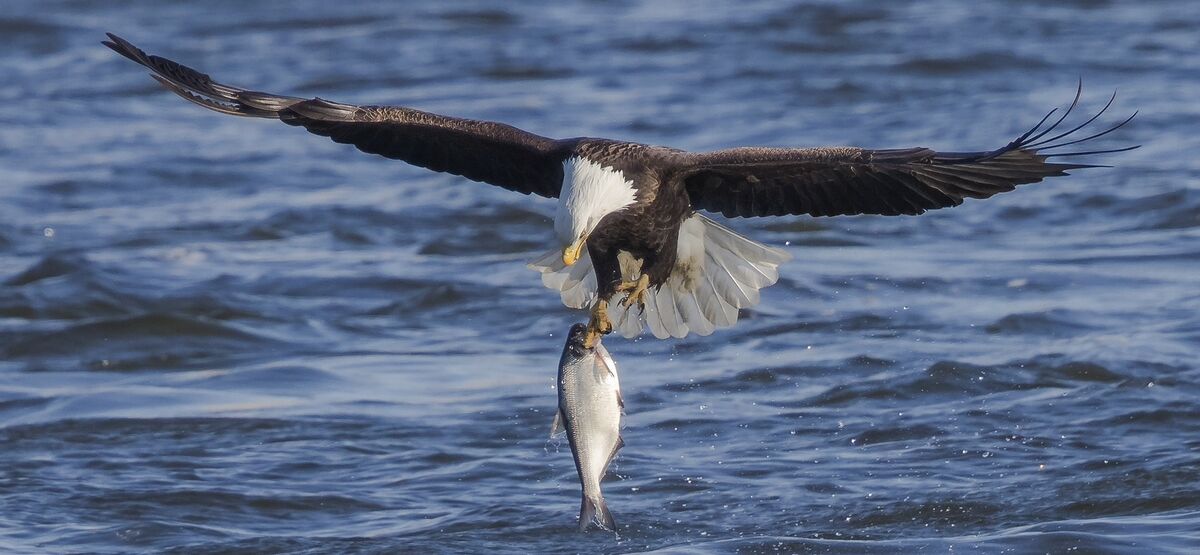 Another one talon catch: I posted two photos of an eagle snagging a ...