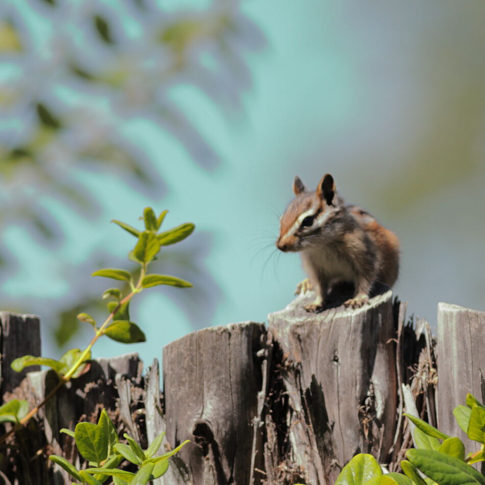 chubby chipmunk NM: chubby chipmunk NM...