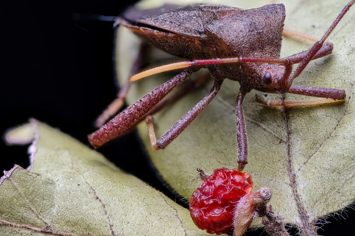 Leaf-Footed Bug: This is a focused-stacked image of a leaf-footed bug ...