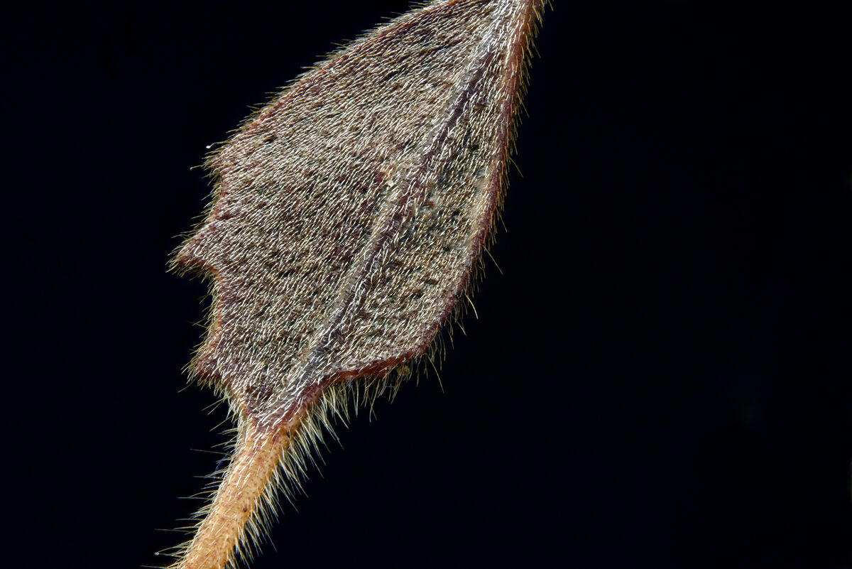 Leaf-Footed Bug: This is a focused-stacked image of a leaf-footed bug ...