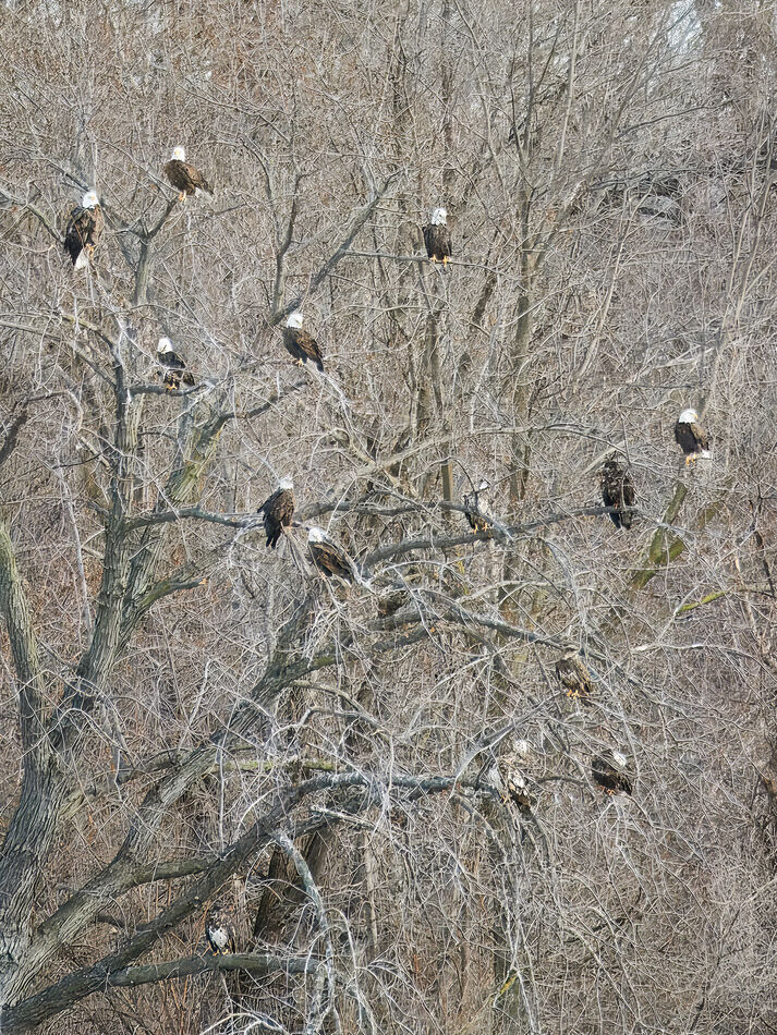 Bald Eagles at Kaposia Landing, Minnesota: This week I went for the ...