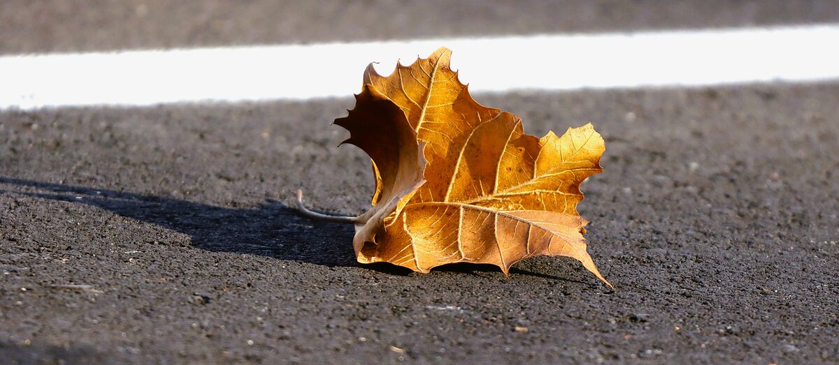 Never know where you might land: As a leaf falls from the tree, I ...