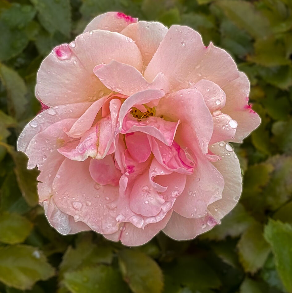 The rose parade slows: I thought we could use some color with all this ...