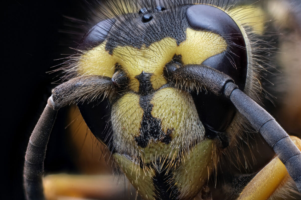Yellow Jacket Face: This is a preserved Yellow Jacket that I staged for ...