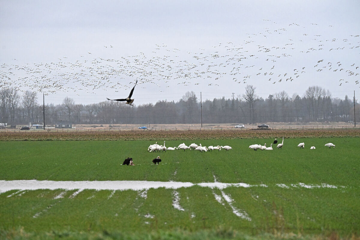 Snow geese, Eagles and Swans: I took these pictures with my new Nikon ...
