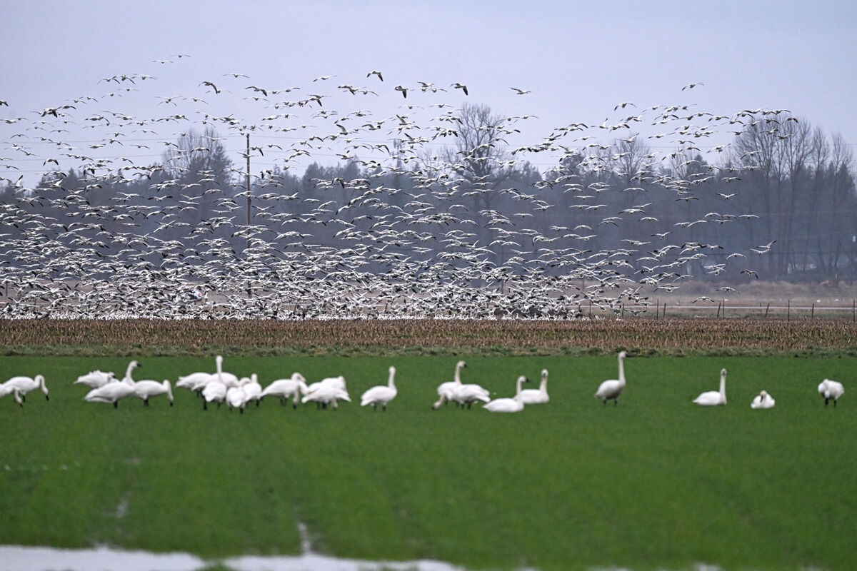 Snow geese, Eagles and Swans: I took these pictures with my new Nikon ...