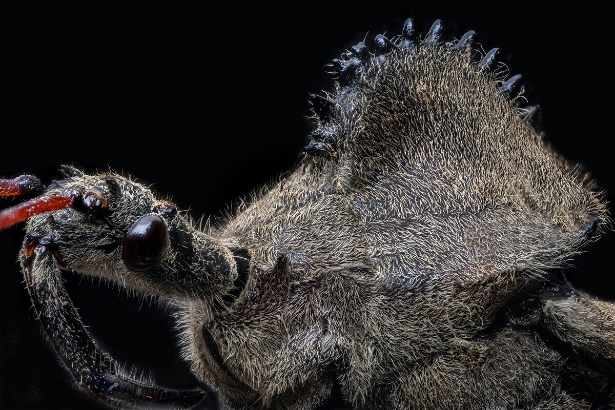 Wheel Bug - An Effective Assassin: This is a focused-stacked image of ...