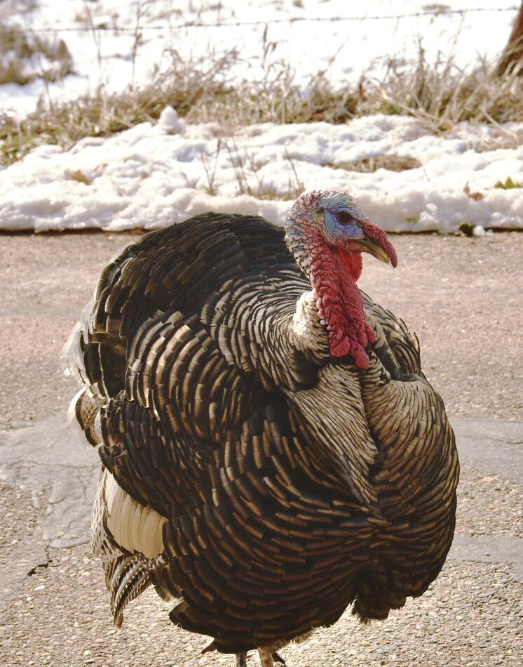 Turkey on the Road: I was on a wildlife drive on a remote county road ...