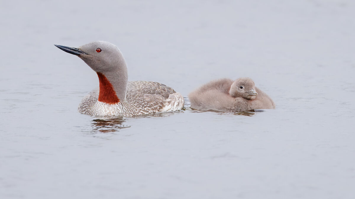 Red-throated loon in Longyearbyen, Svalbard: I think this is the first loon I have ever gotten ...