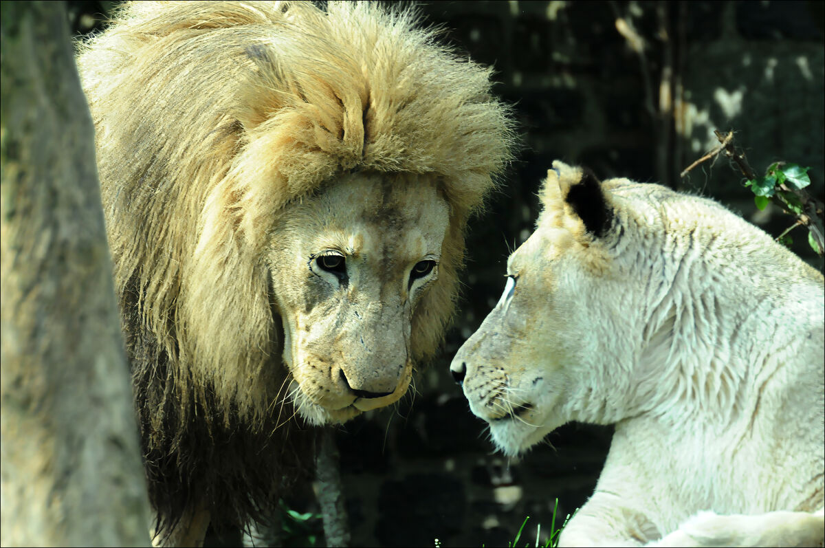 Lions and tigers and bear, oh my! Philadelphia Zoo, June and July, 2009 ...