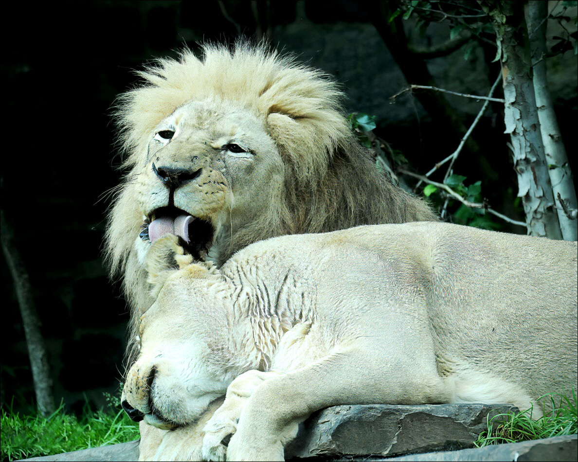 Lions and tigers and bear, oh my! Philadelphia Zoo, June and July, 2009 ...