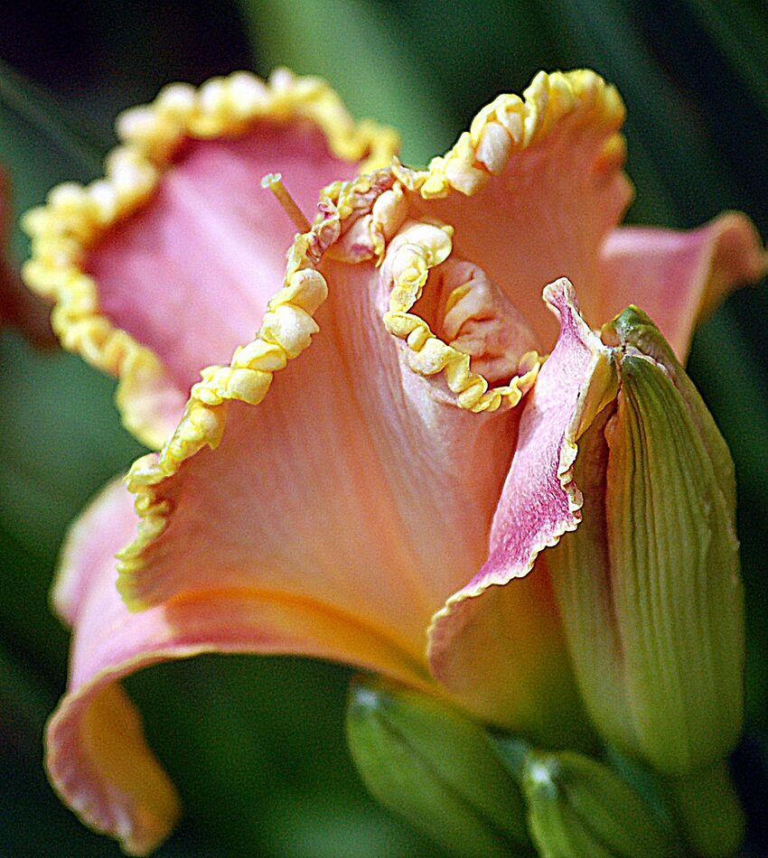 Fancy Lilies: Enjoy the show :sm24: :sm24: :sm24: :sm24:...