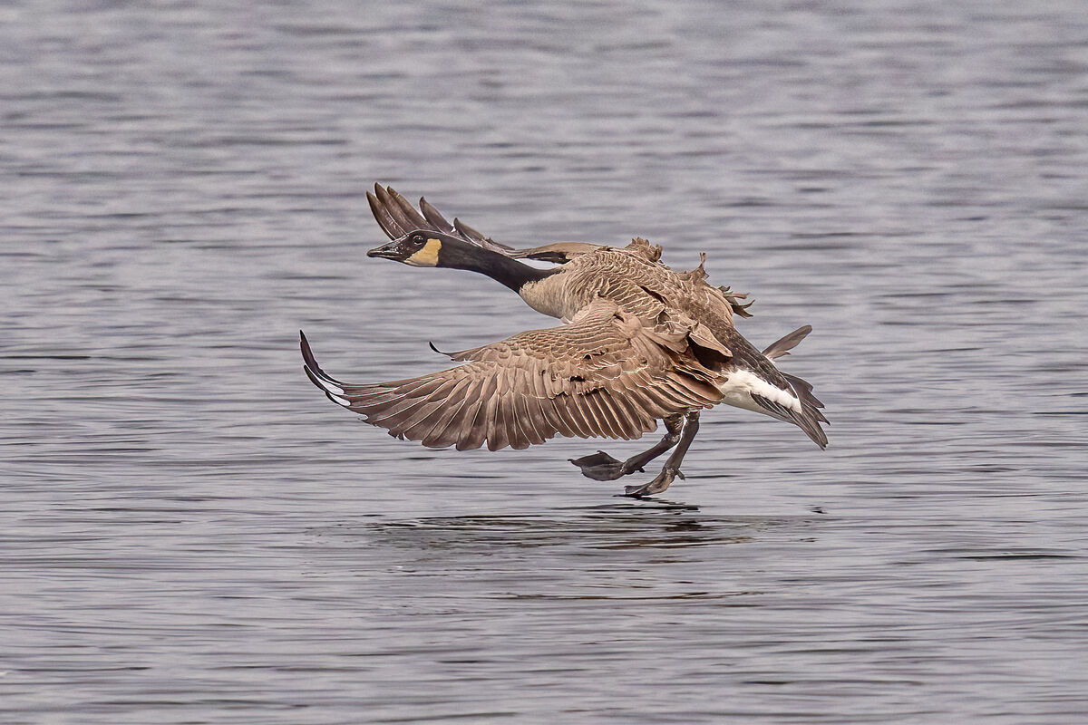 Canada Geese Landing Port Orchard 10-9-2025: Variable overcast, 10 knot ...