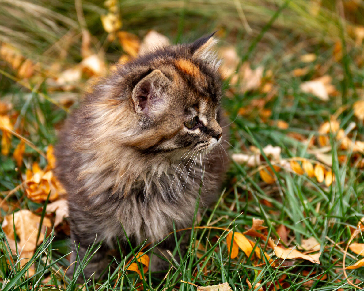 I can't imagine how this happened (warning: ridiculously cute kitten ...