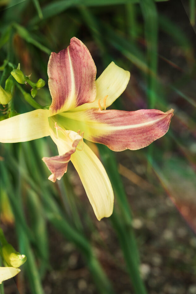 Lilly: Now that the flower season is coming to an end, I thought I ...