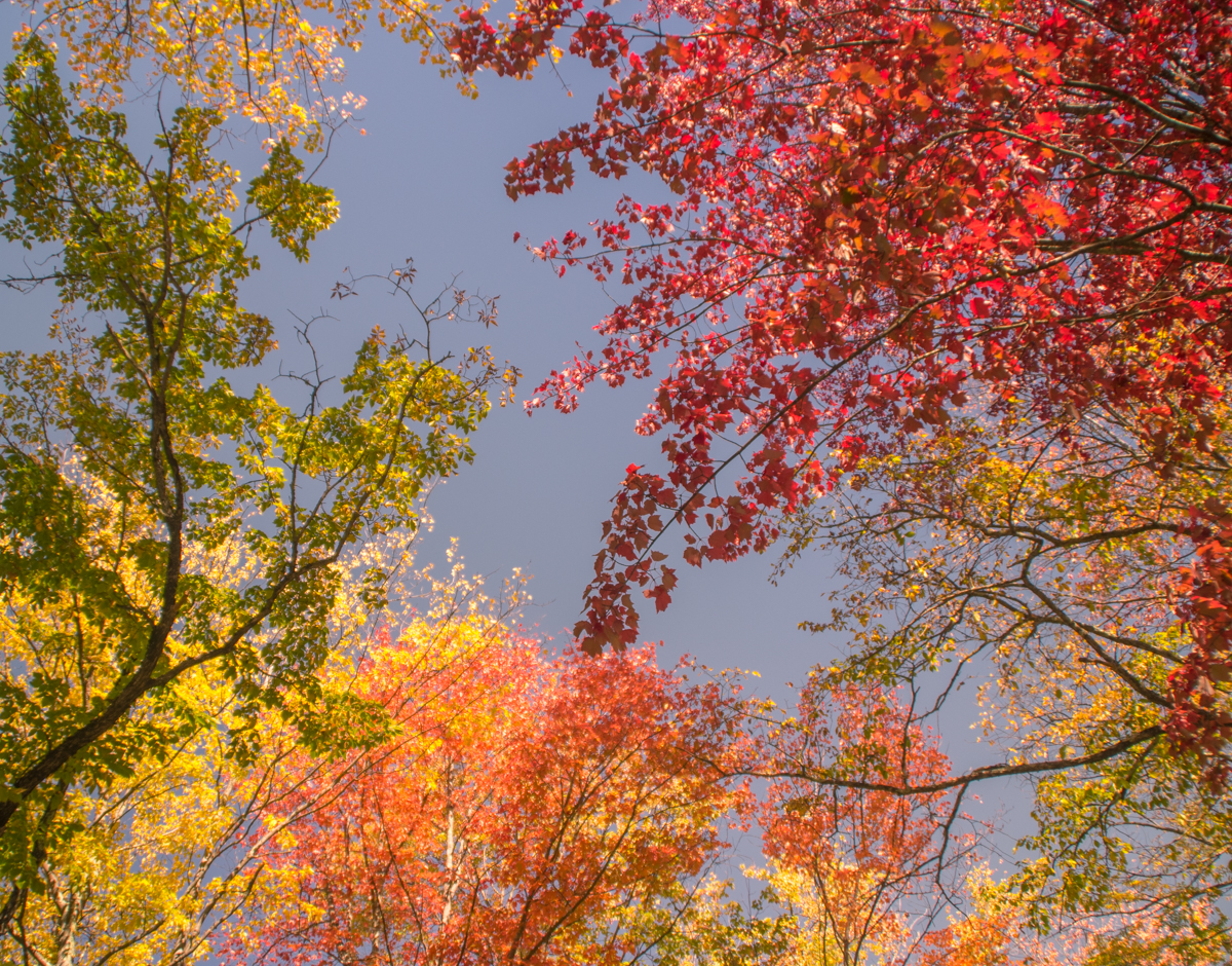 Pop-Up Challenge: "Autumn Splendor" 10/11-/10/18/25: Autumn, in many ...