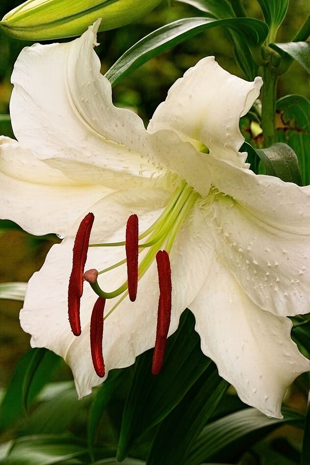 A lilly: A Casaablanca Lilly shot sometime last year.