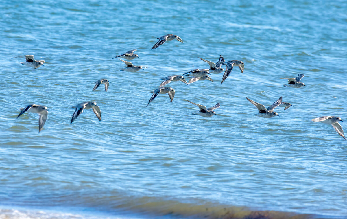 Todays shoedirds: The migration is on, Willets and, I think, Grey ...
