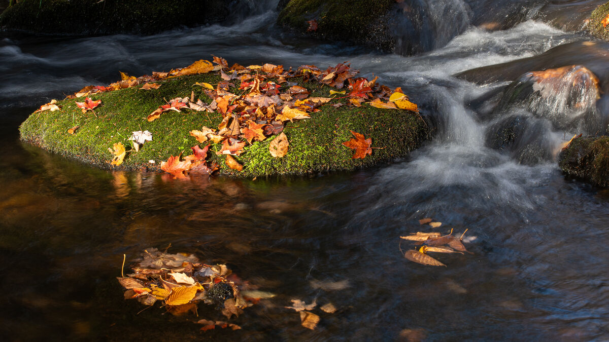 Pop-Up Challenge: "Autumn Splendor" 10/11-/10/18/25: Autumn, in many ...