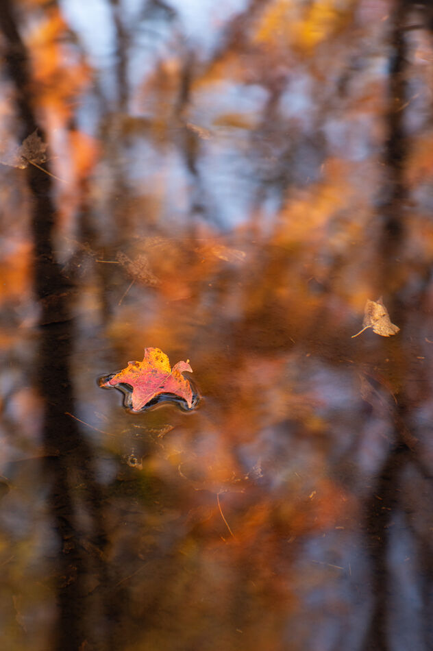 Pop-Up Challenge: "Autumn Splendor" 10/11-/10/18/25: Autumn, in many ...