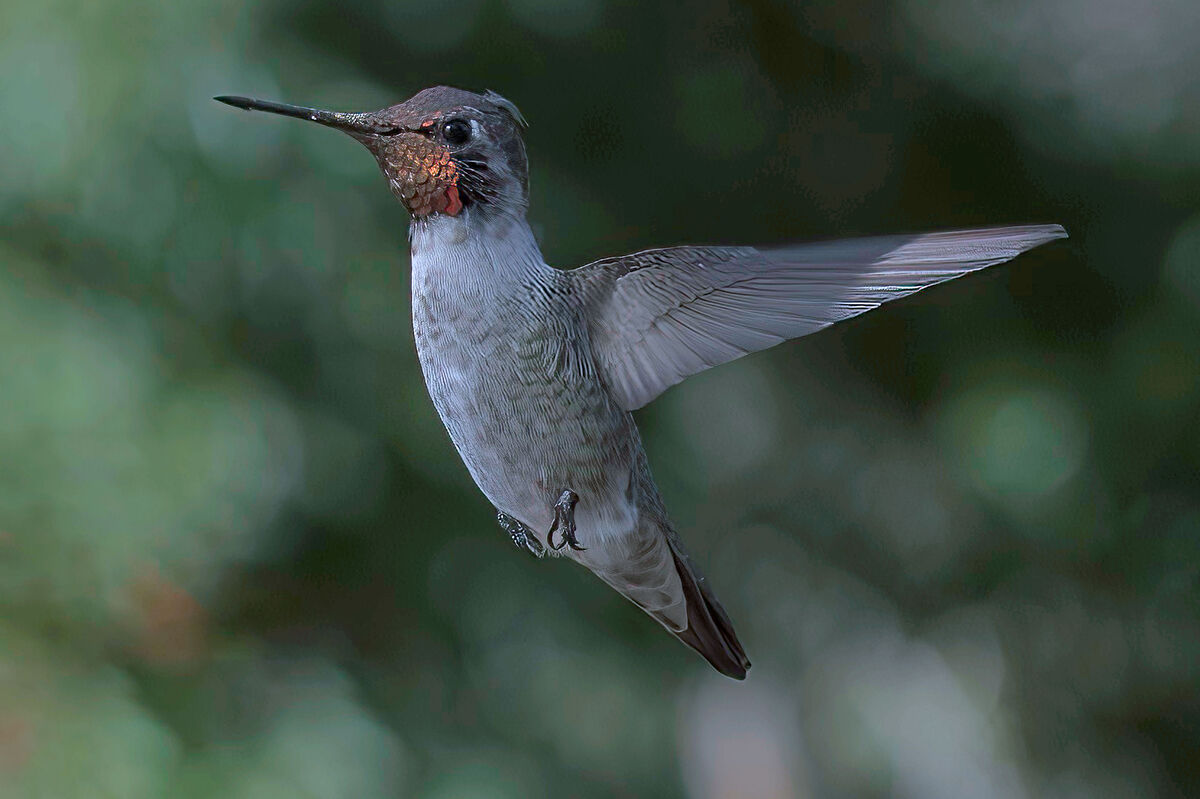 Pretty Anna's: this pretty male Anna's Hummingbird gave me a great show ...