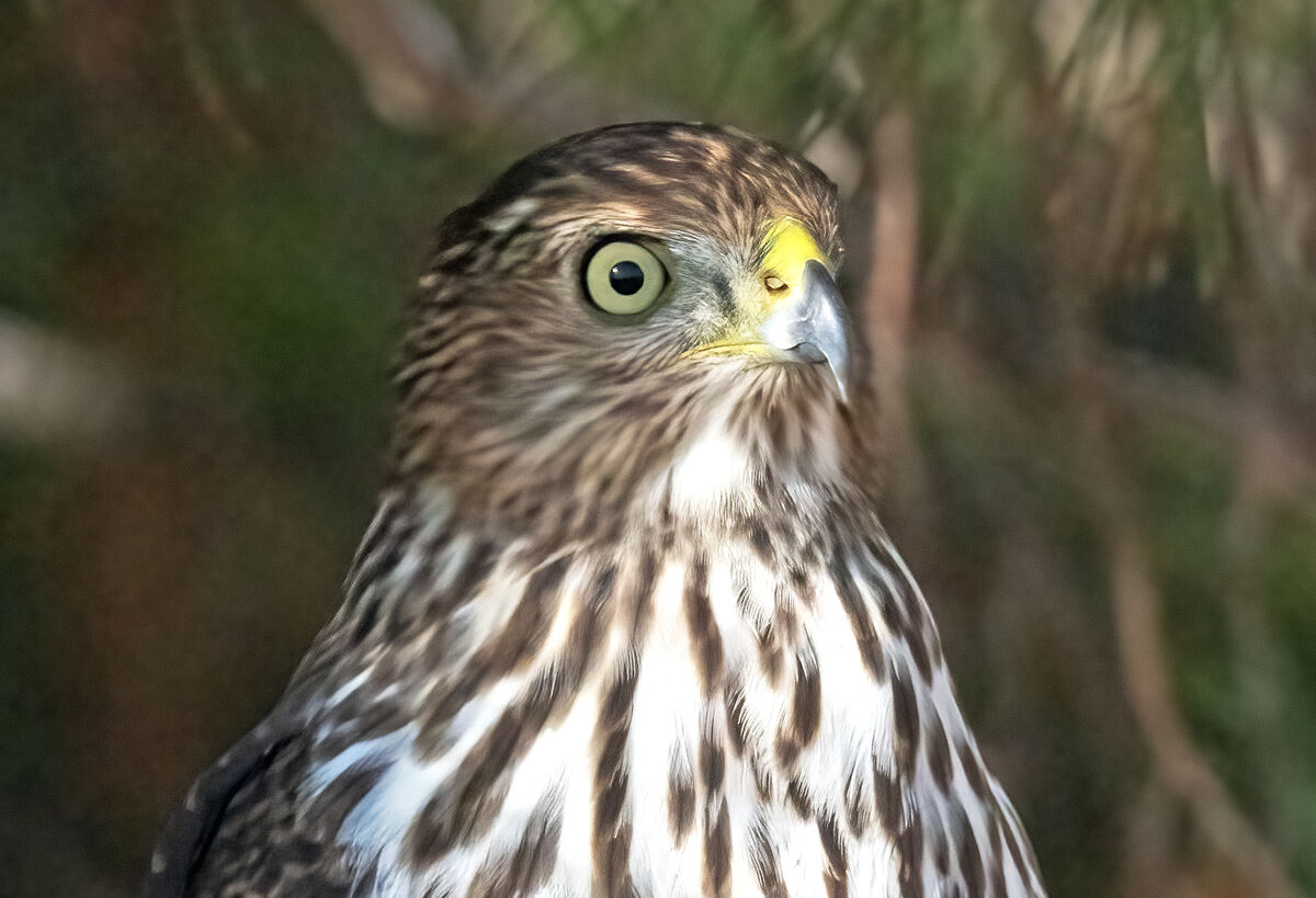 hawk with Biblical message: The eyes of the Lord are in every place ...