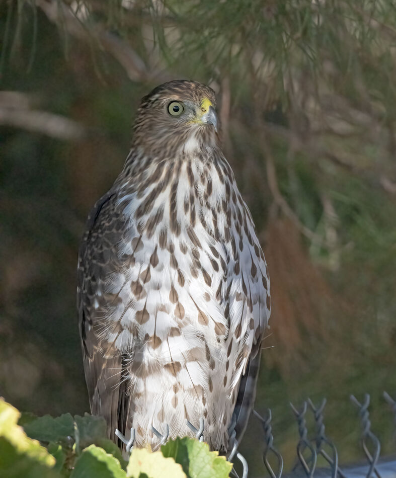 hawk with Biblical message: The eyes of the Lord are in every place ...