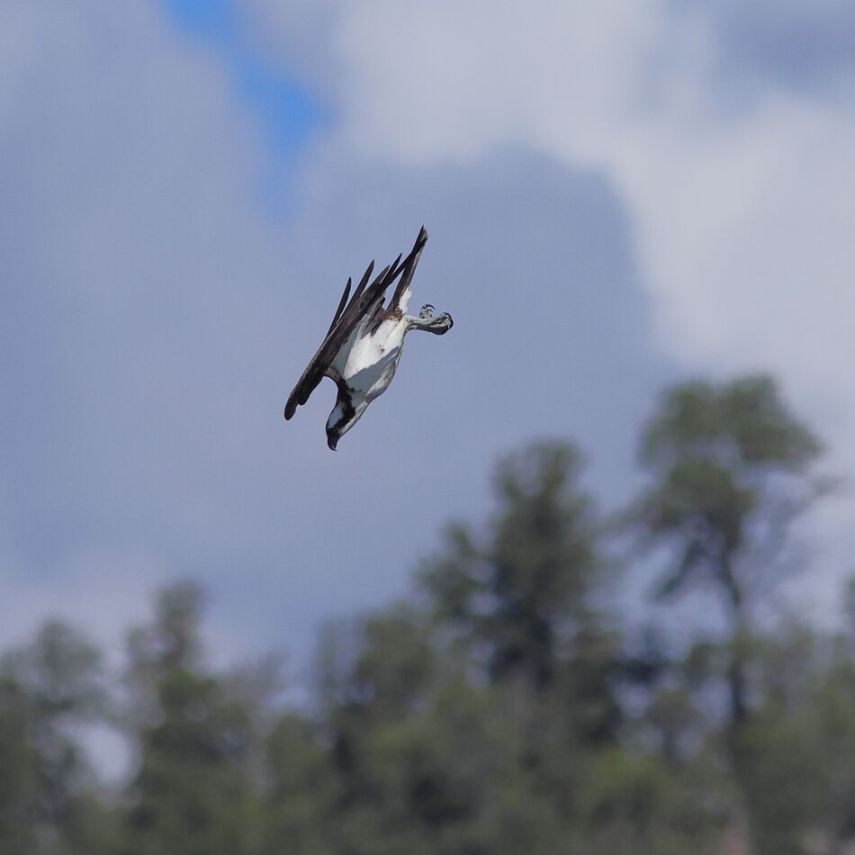 Osprey diving for a fish NM: Osprey diving for a fish NM...
