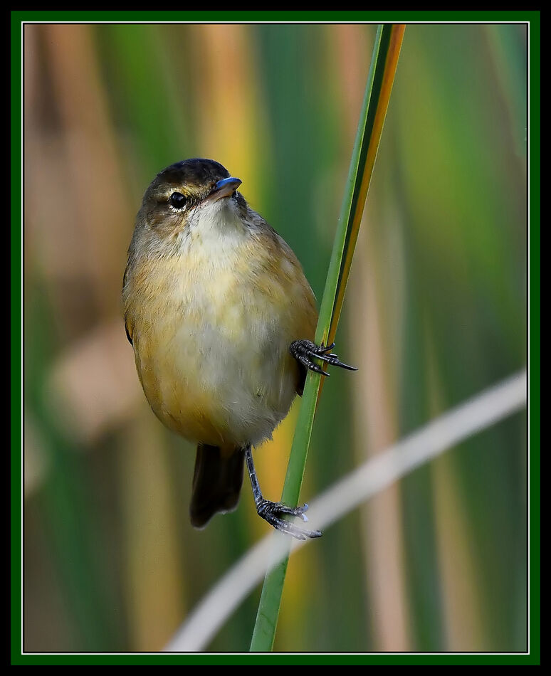 Reed Warbler: The Australian variety. Had a bit of trouble getting ...