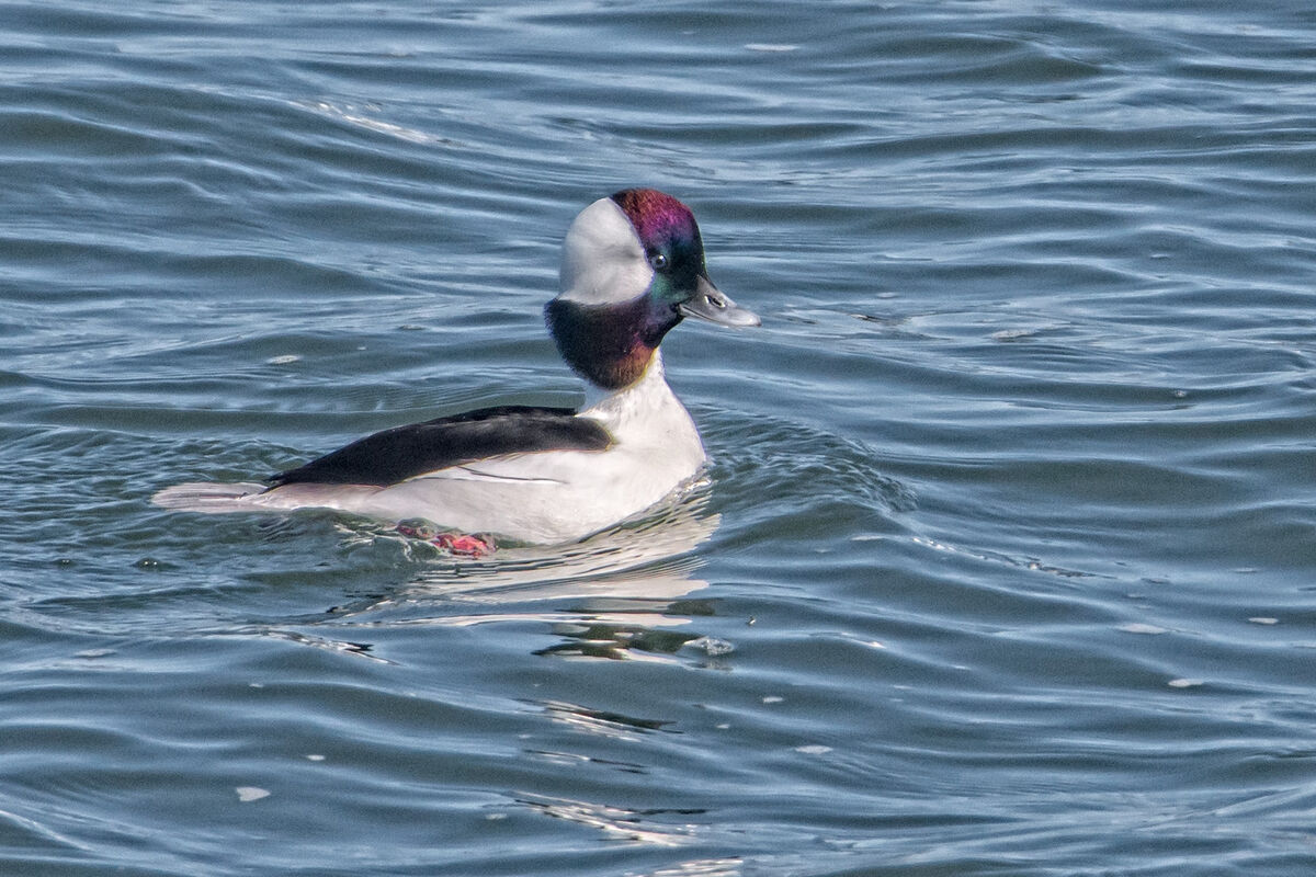 Bufflehead Duck: This bird was photographed in Back Cove, Portland, ME.