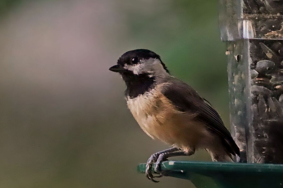 One of the Chickadees: Since I had some energy decided to go back ...