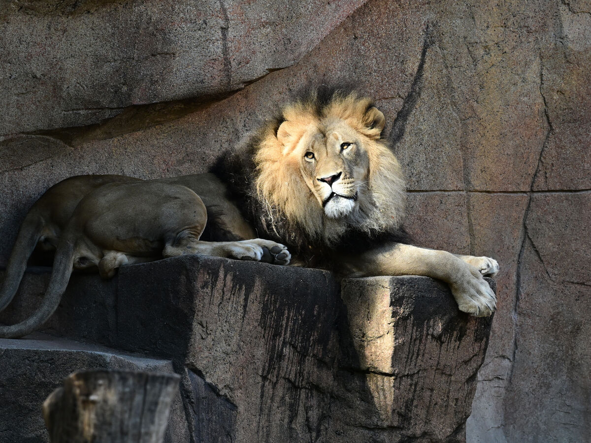 Zoo Faces...Big Cats: THEIR ENERGY and ENTHUSIASM...PRICELESS!!!! And ...