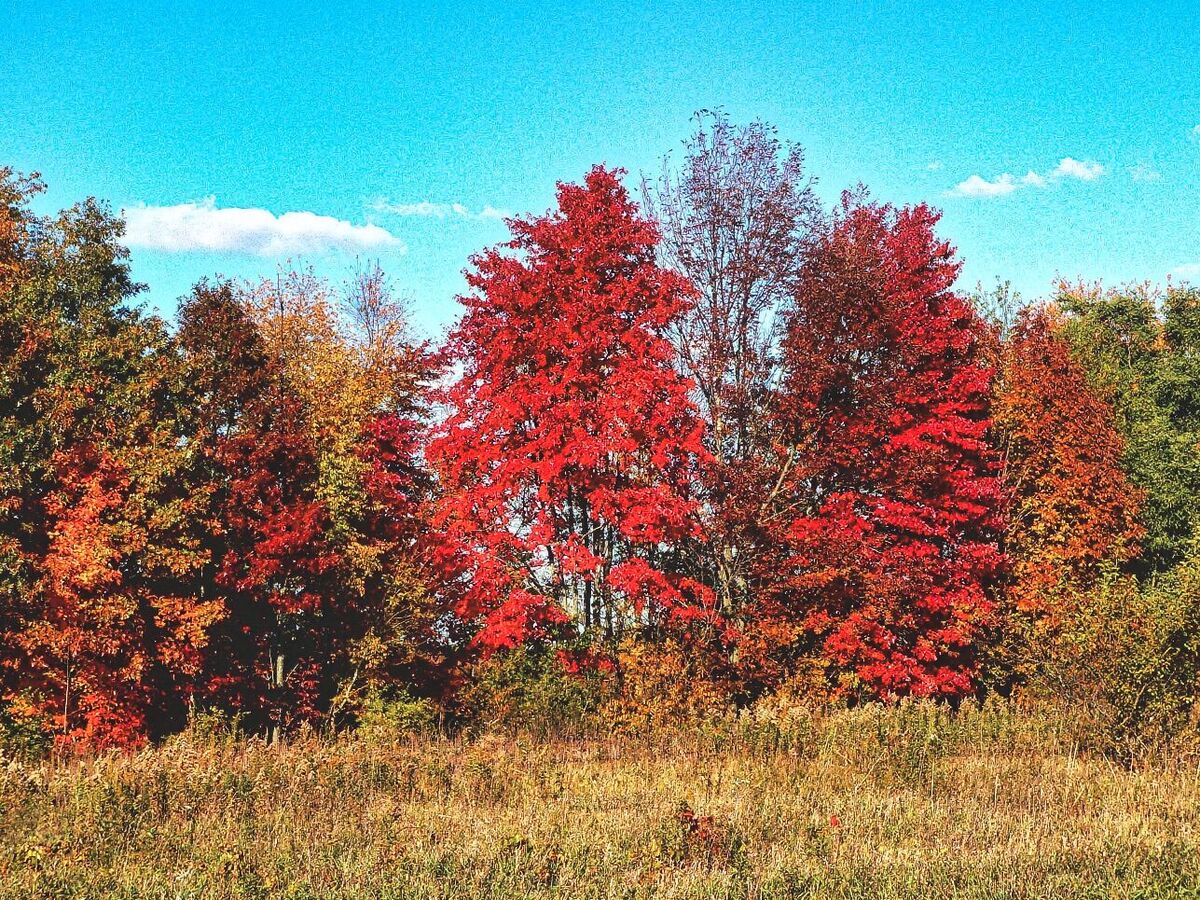 Autumn Colors: They sure make a guy stop - and shoot 🌈🌈🌈🌈...