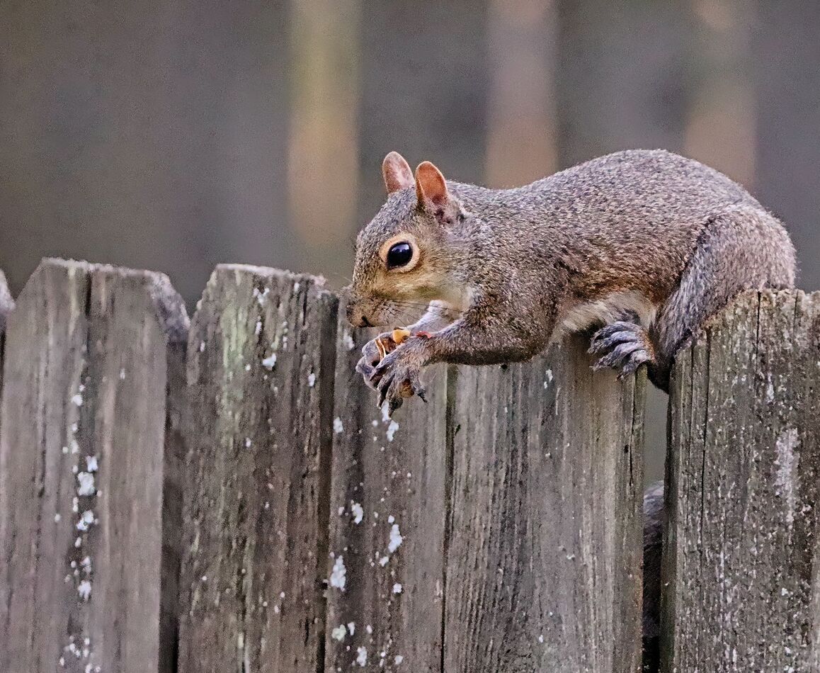 The fence and lamp post squirrels are back! Sadly, I haven't been ...