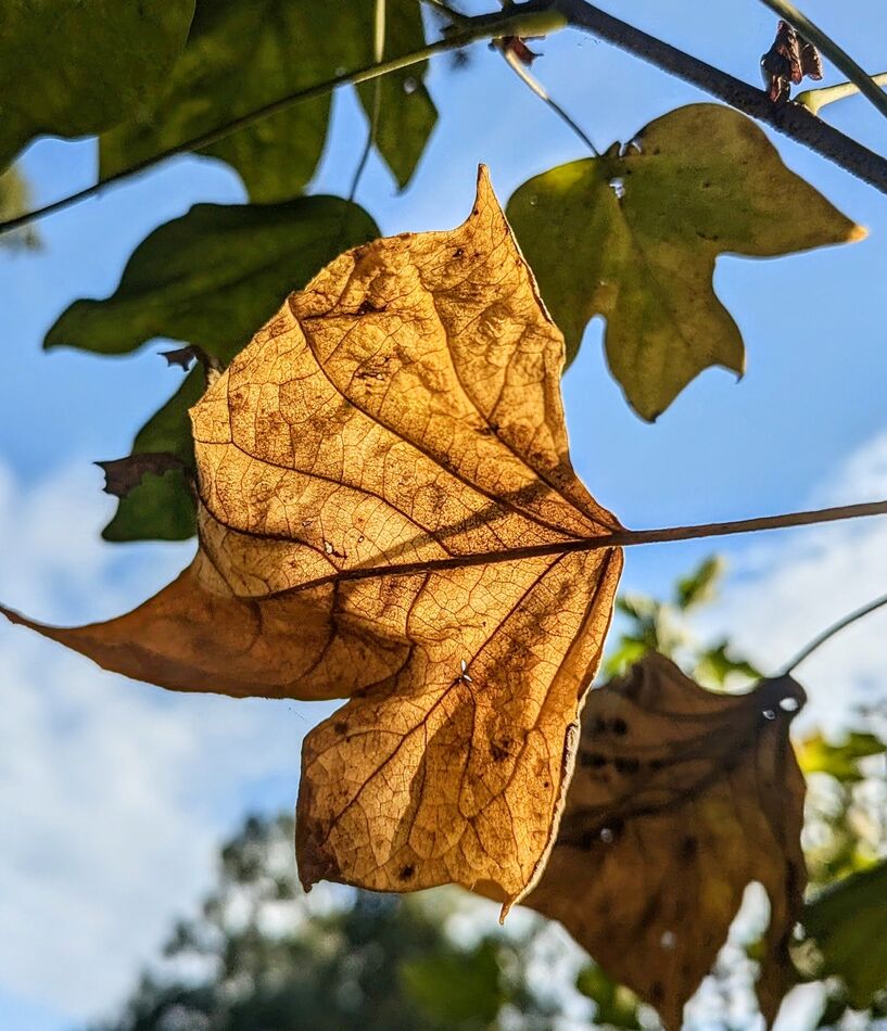 Autumn Scenes: Enjoy 🍁🍁🍁🍁...