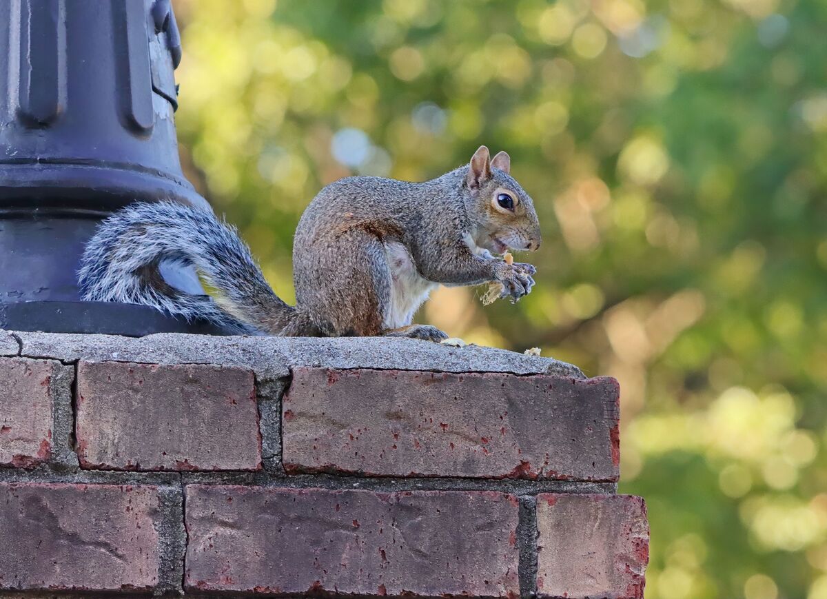 The fence and lamp post squirrels are back! Sadly, I haven't been ...