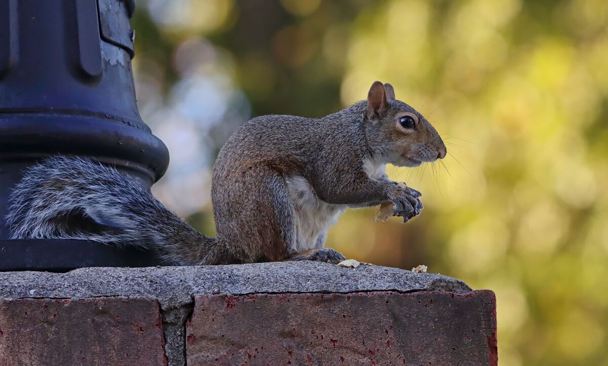 The fence and lamp post squirrels are back! Sadly, I haven't been ...