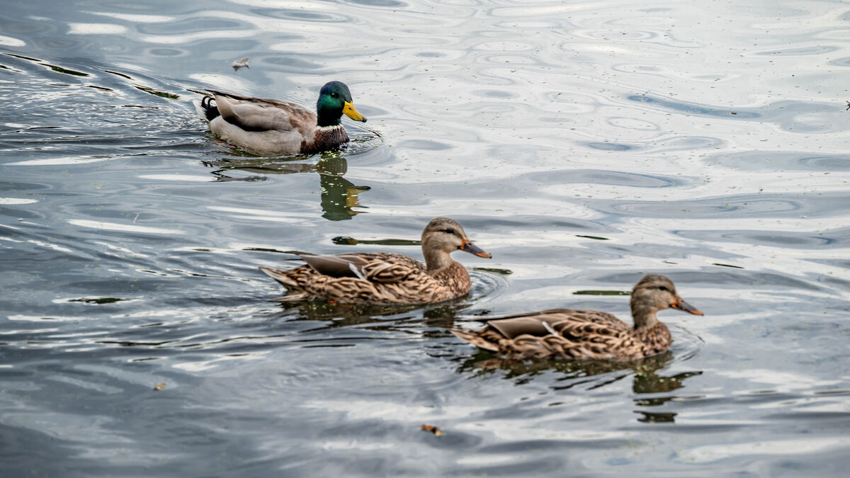 Mallards: From a couple days ago. These Mallards were busy gliding through the water.