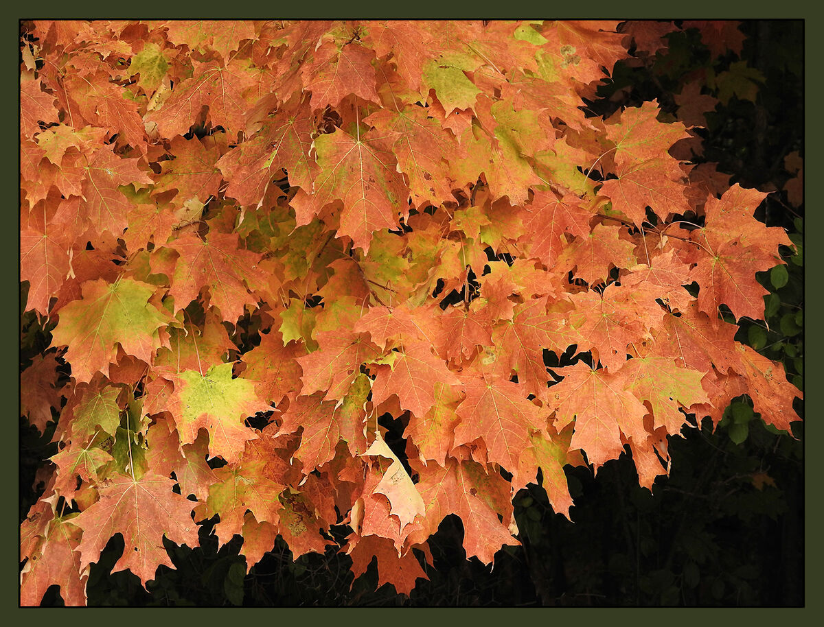 Cascade Of Fall Leaves: Despite the drought in New England this year ...