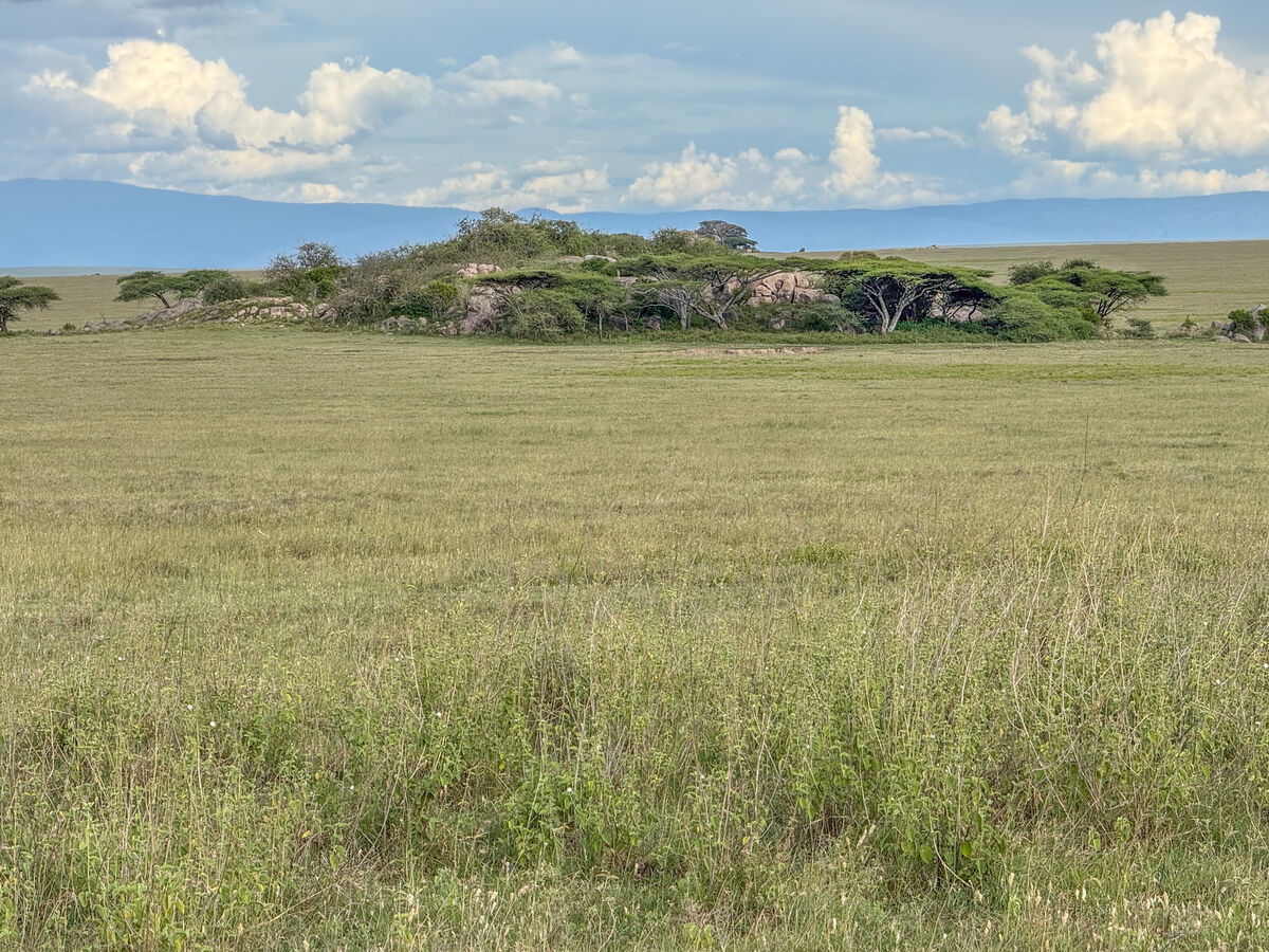 Serengeti landscapes - VIX: The start of the rainy season provided a ...