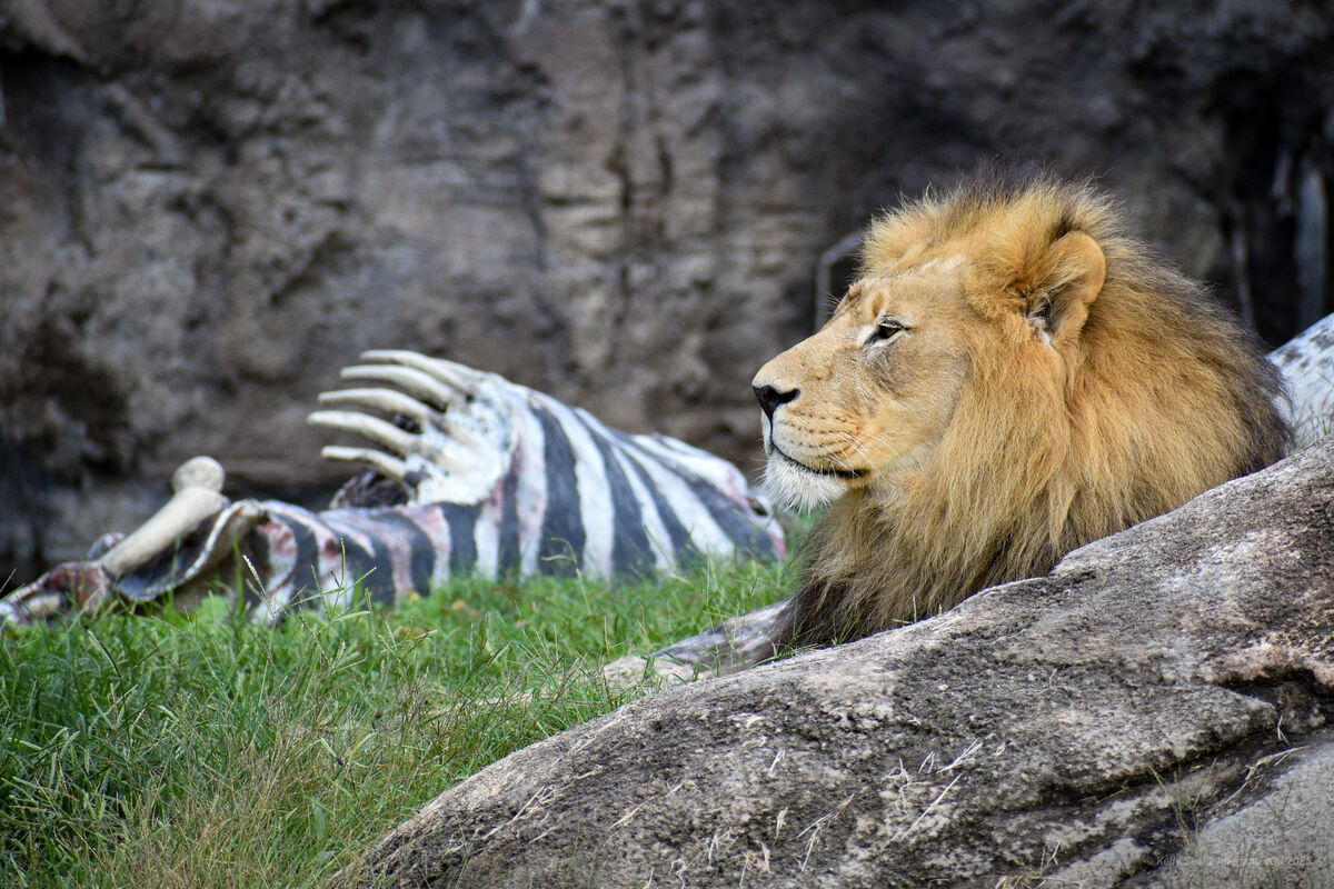 Lion/Lioness on Pride Rock: .... Not in Africa, but at the Sedgwick ...