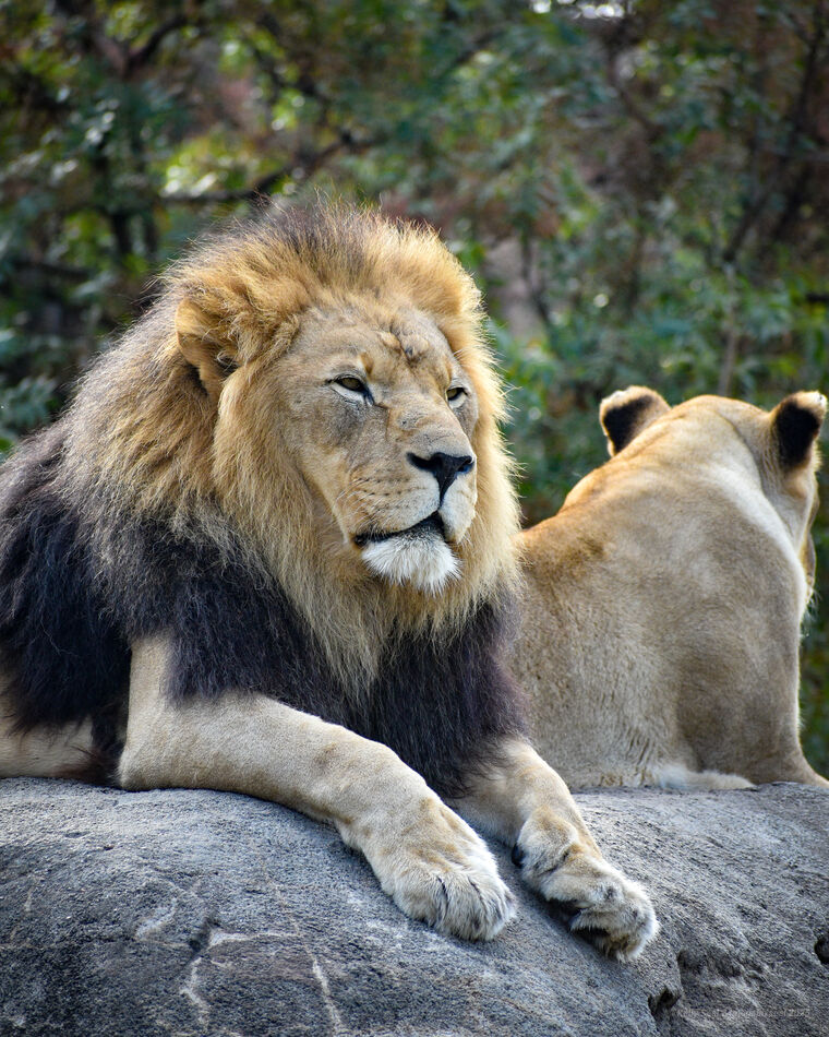 Lion/Lioness on Pride Rock: .... Not in Africa, but at the Sedgwick ...