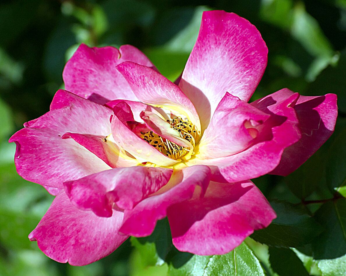 Roses: Before They're Gone: Time for a little sleep and rejuvenation ...